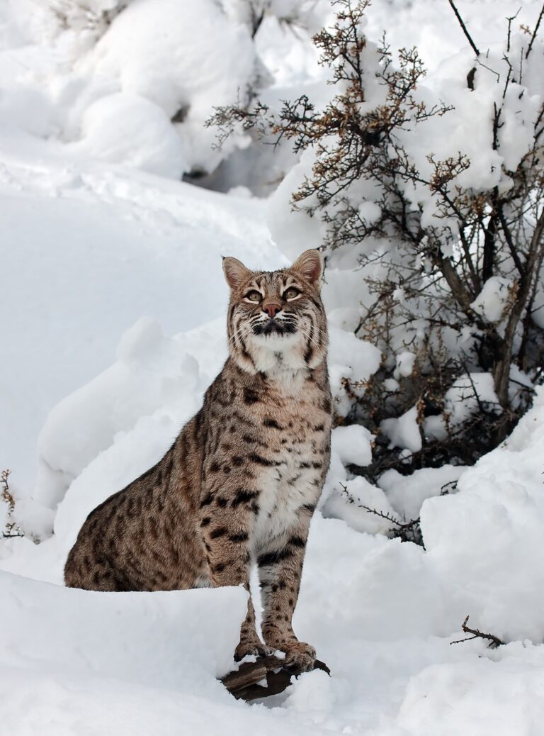 Living With Wildlife - Nevada Wildlife