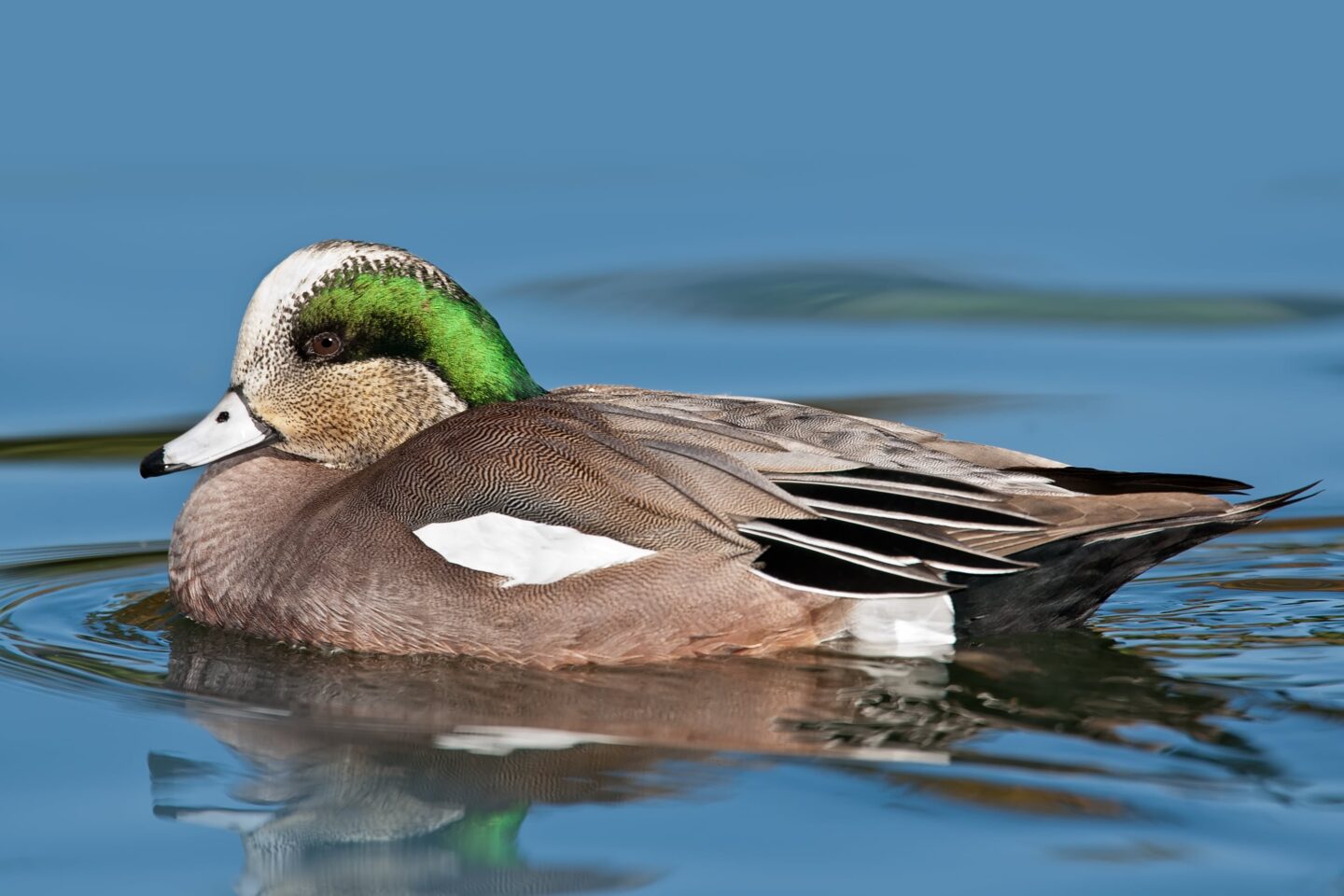 Species Information - Nevada Wildlife