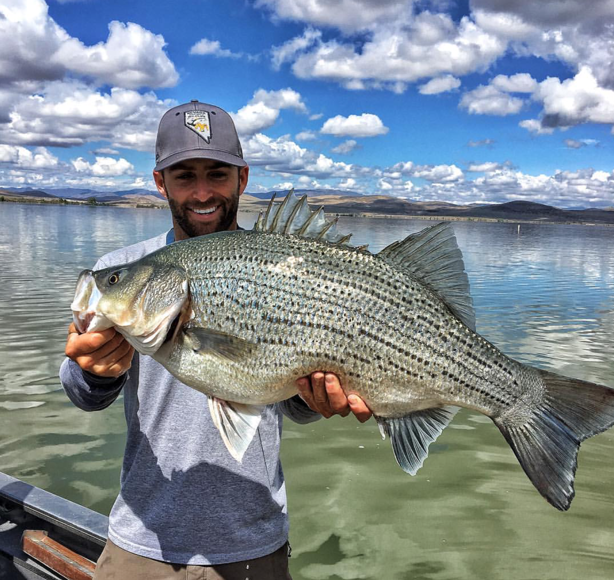 Wiper (White/Striped Bass Hybrid) - NDOW