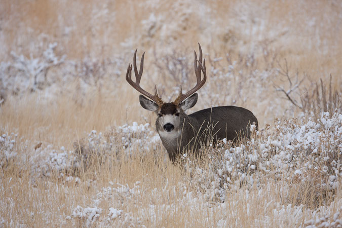 Mule Deer - NDOW