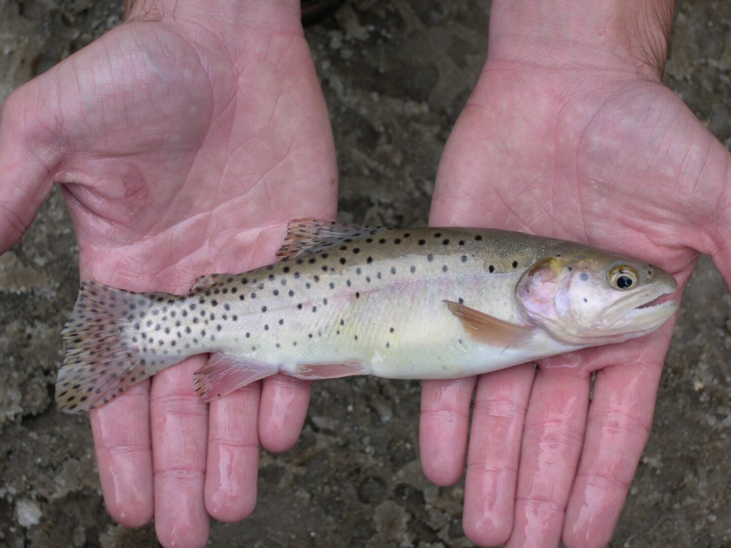 Bonneville Cutthroat Trout - NDOW