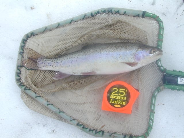 Bowcutt / Cutbow Trout - NDOW