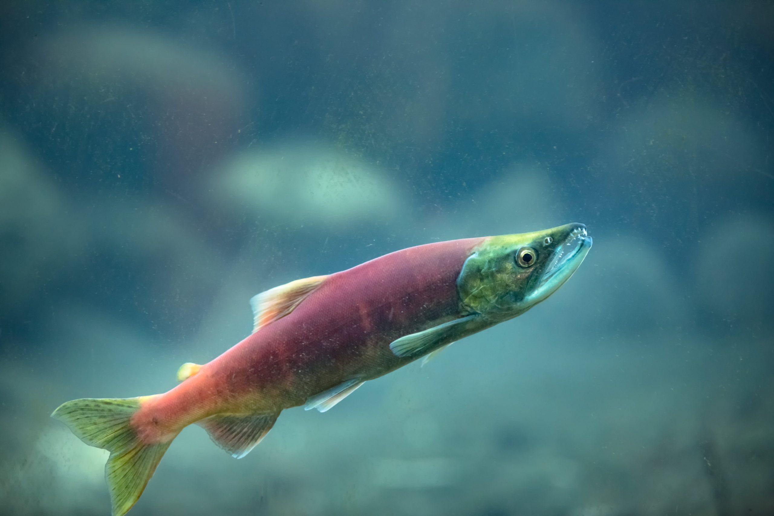 Kokanee Salmon - NDOW
