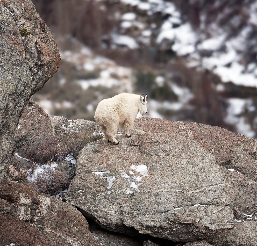 Greater Sandhill Crane - NDOW