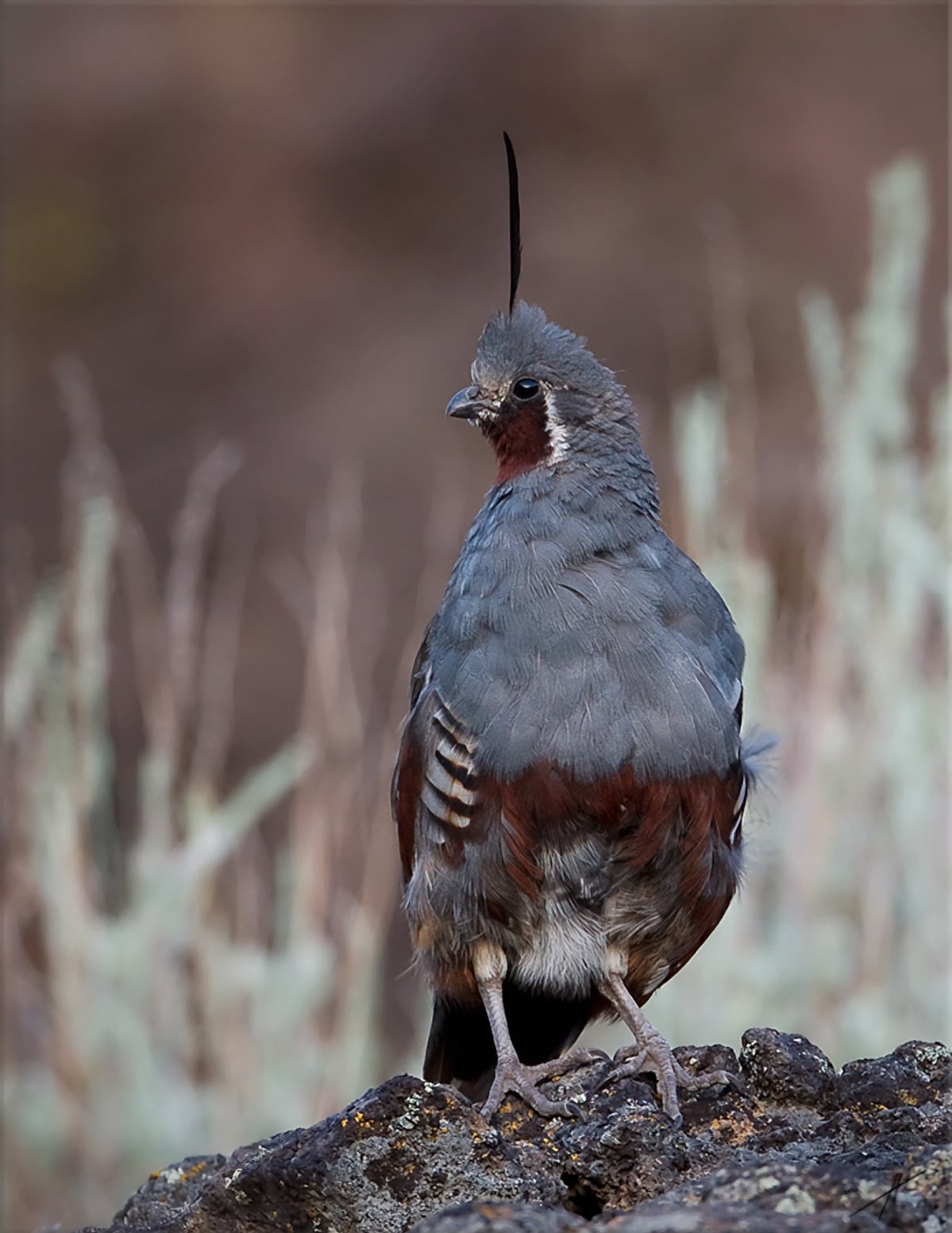Mountain Quail - NDOW