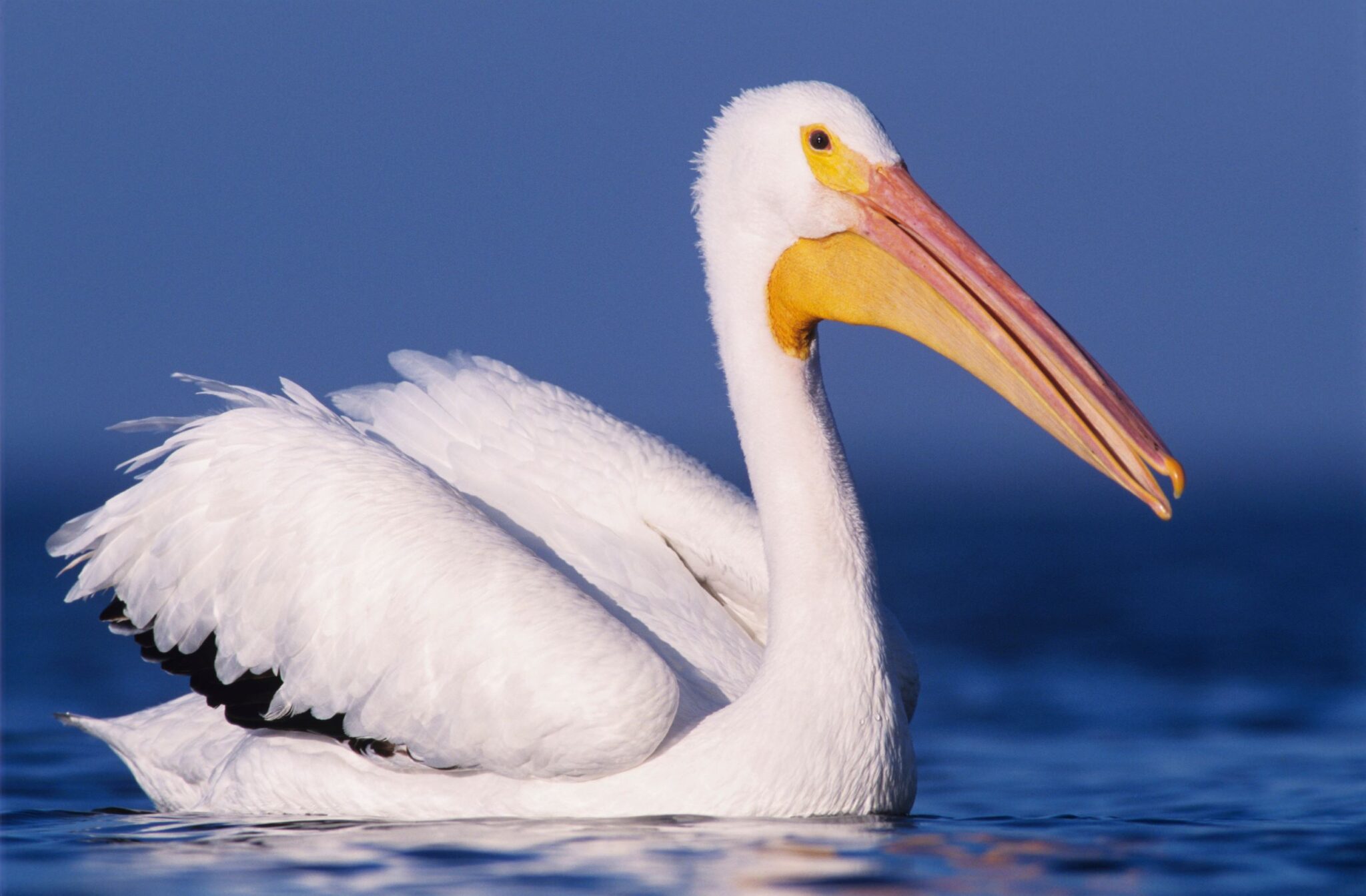 American White Pelican - NDOW