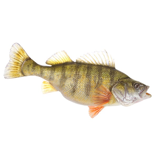 Yellow Perch - NDOW