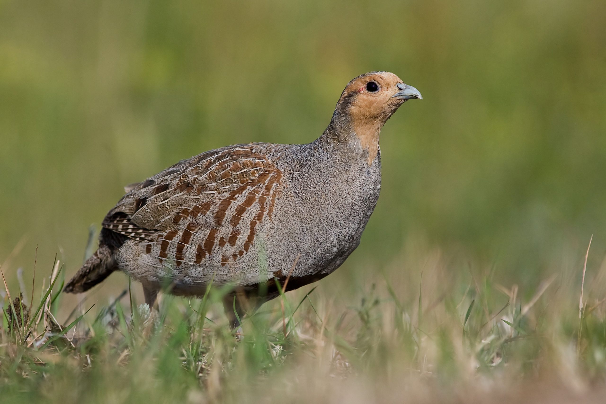 Hungarian Partridge - NDOW