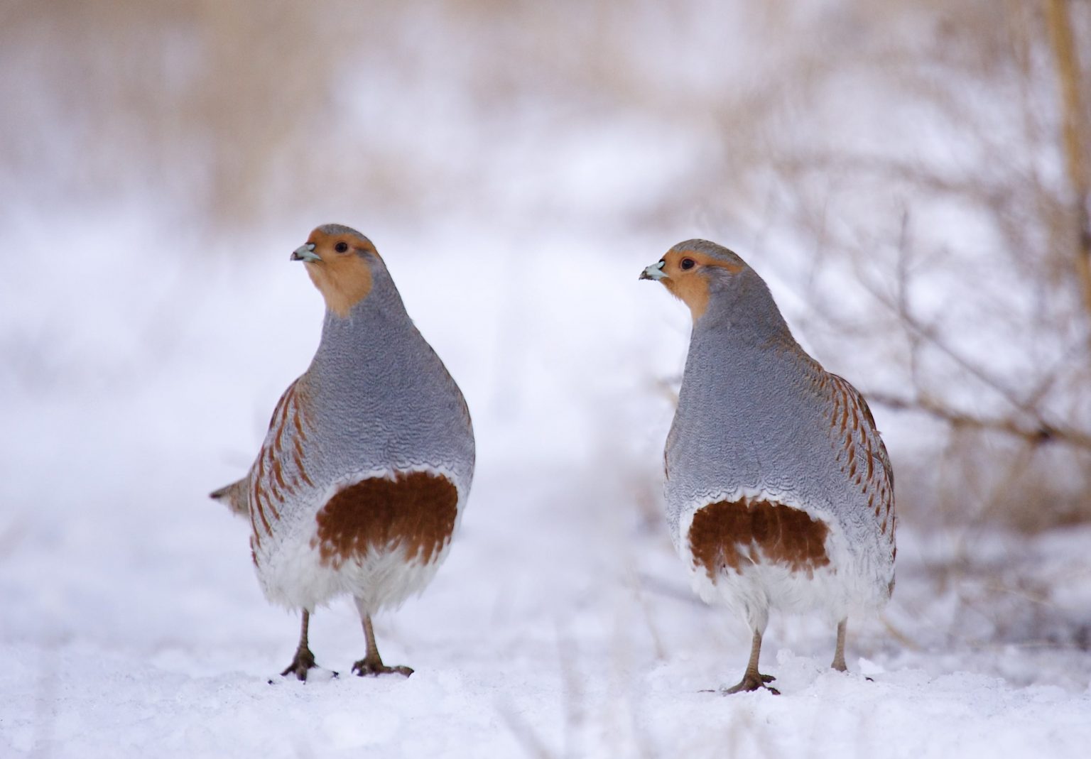Hungarian Partridge - NDOW