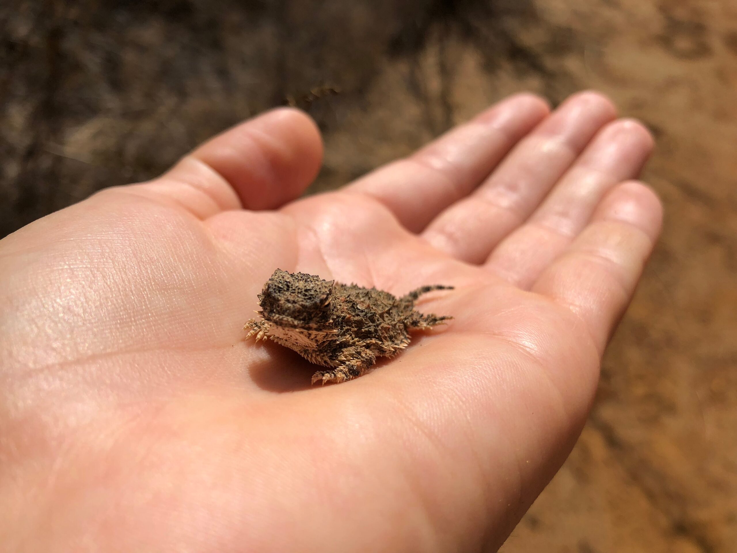 Pygmy Short-horned Lizard - NDOW