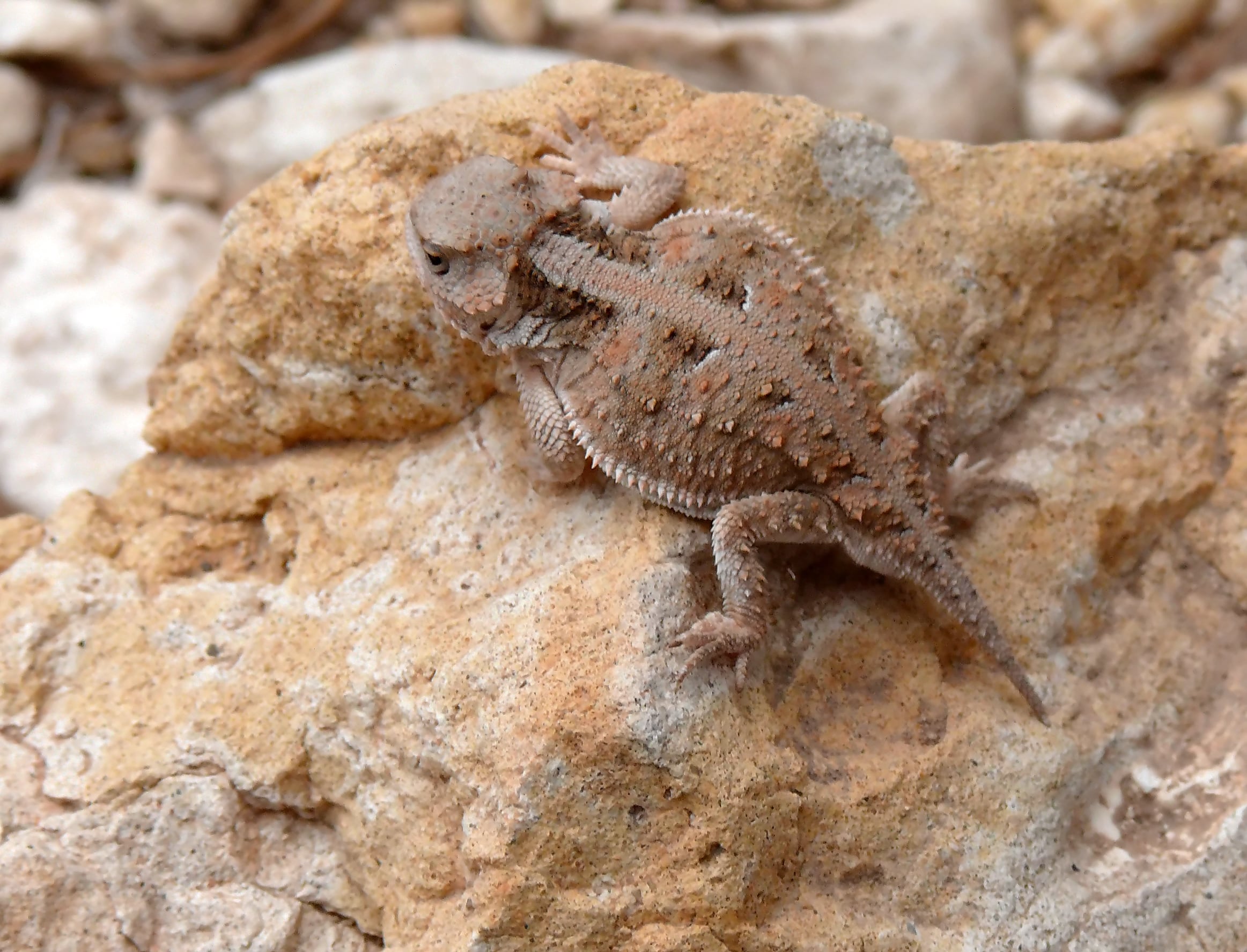 Greater Short-horned Lizard - NDOW