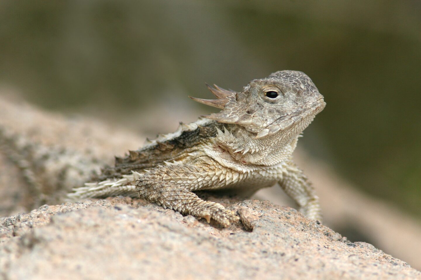 Desert Horned Lizard - NDOW