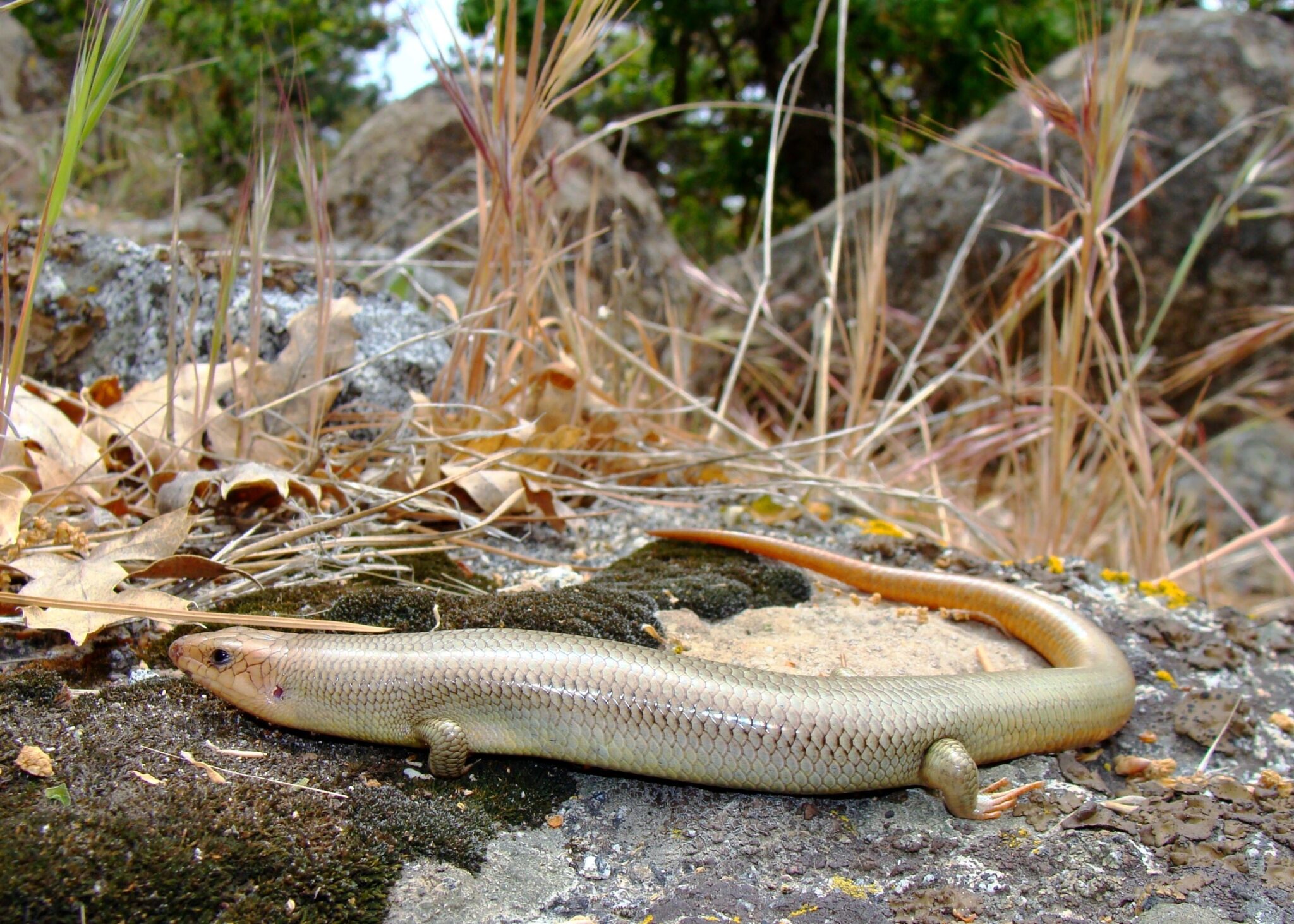 Western Red-tailed Skink - NDOW