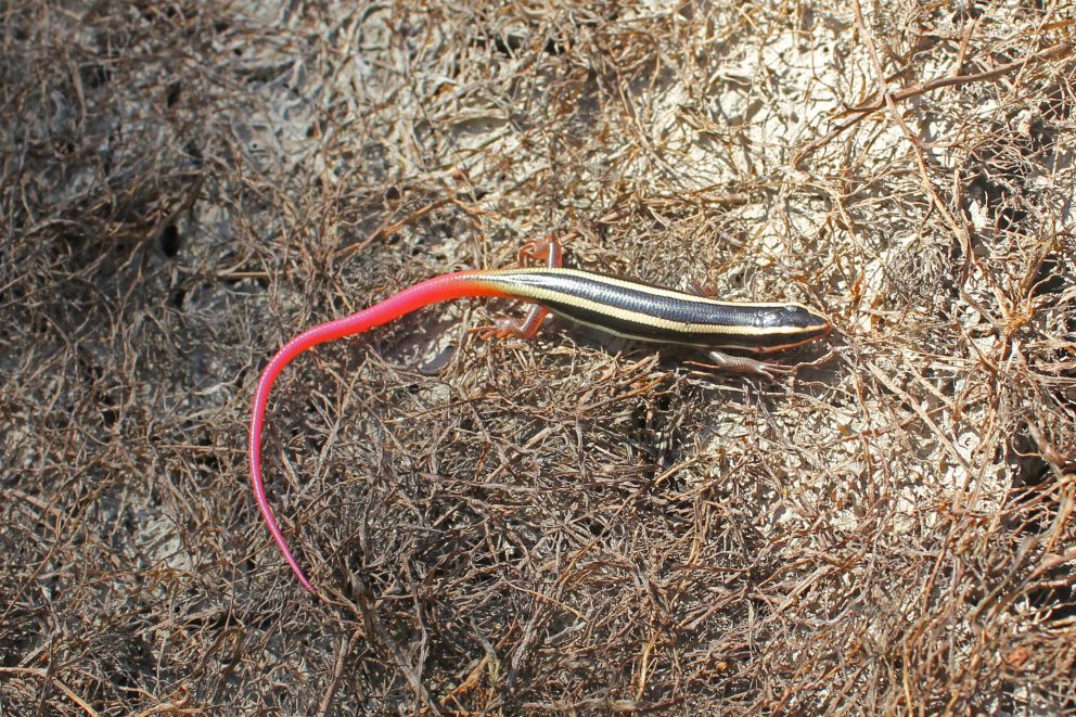 Western Red-tailed Skink - NDOW