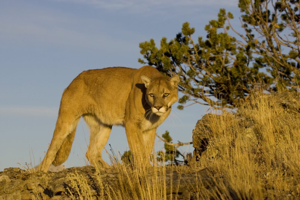 Mountain Lion - NDOW