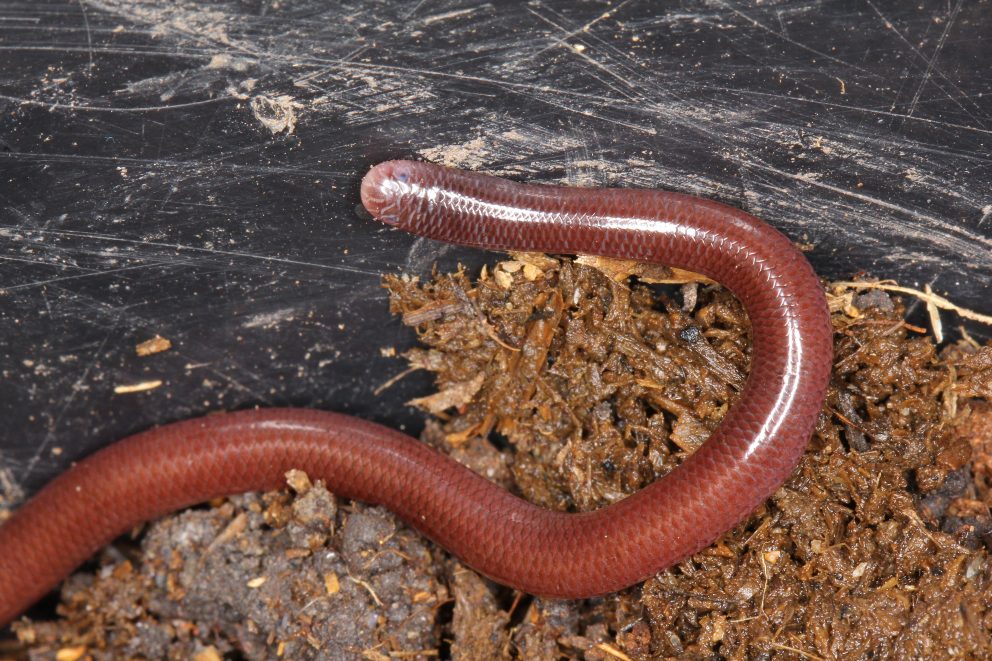 Western Threadsnake - NDOW