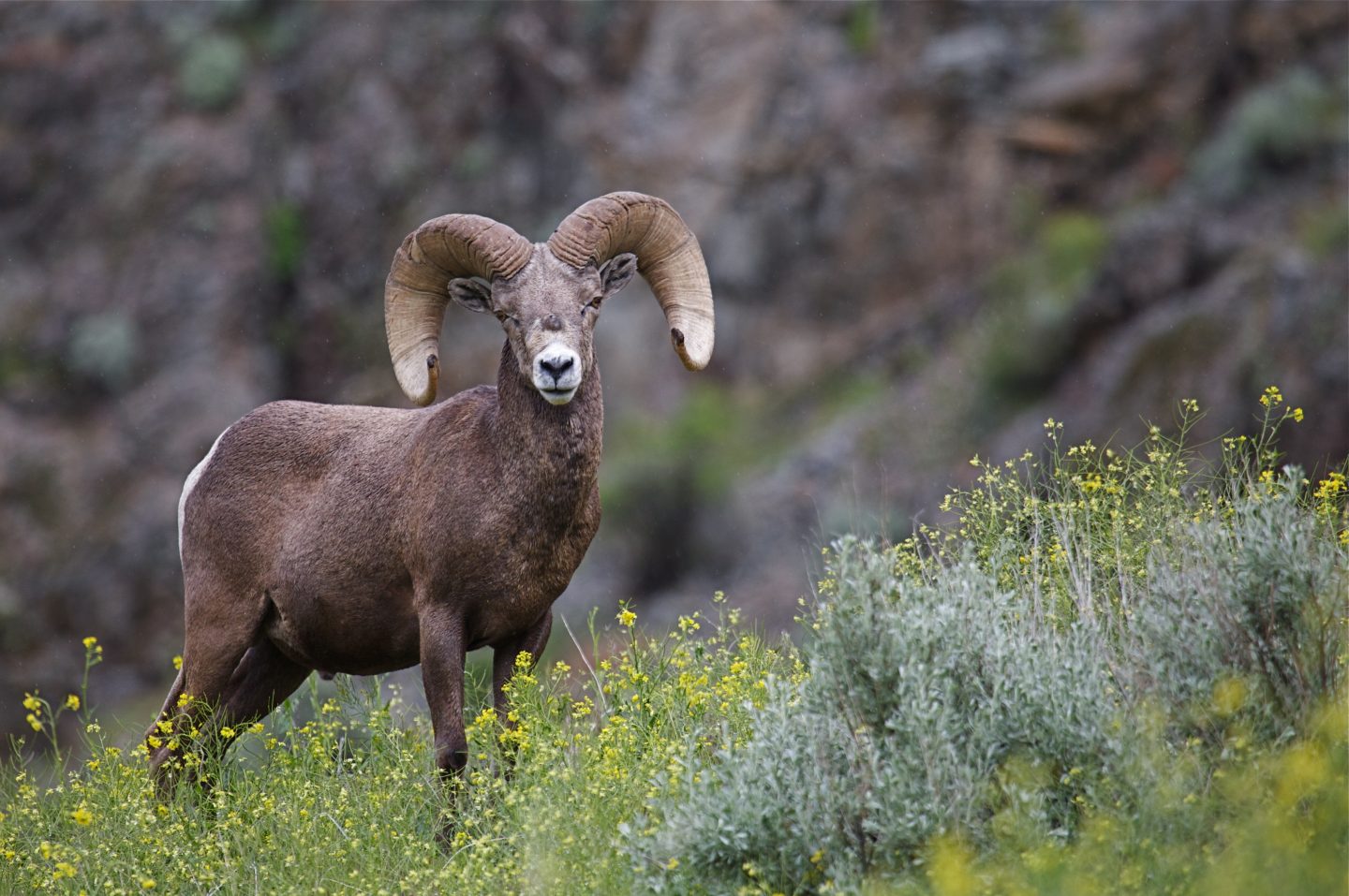 Rocky Mountain Bighorn Sheep - NDOW