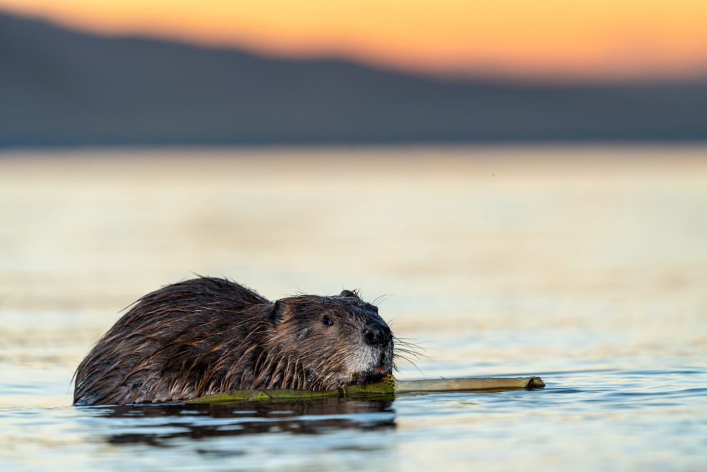 North American Beaver - NDOW