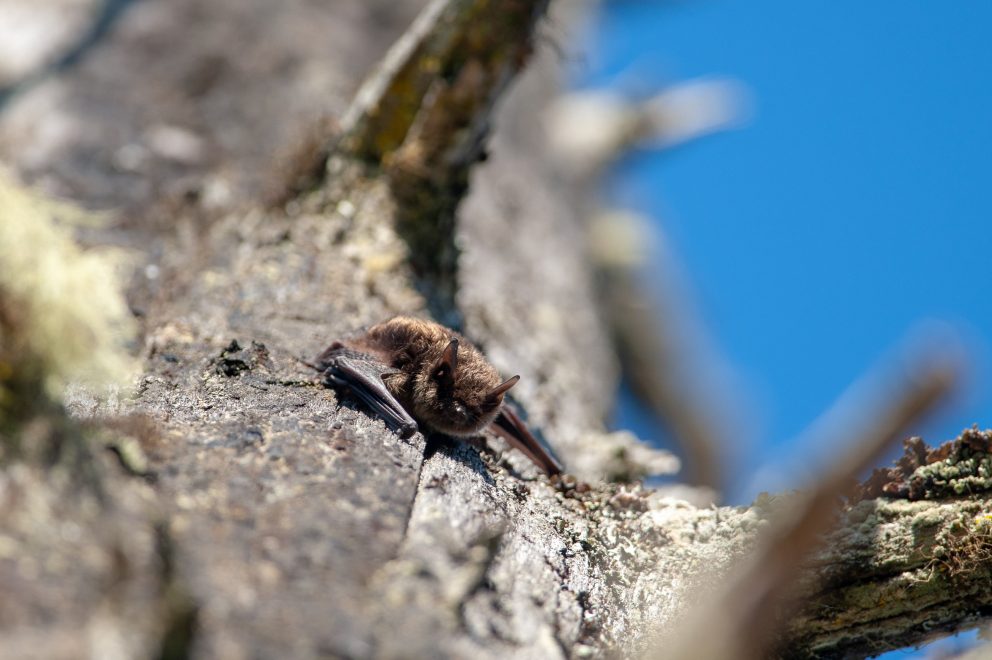 Little Brown Bat - NDOW
