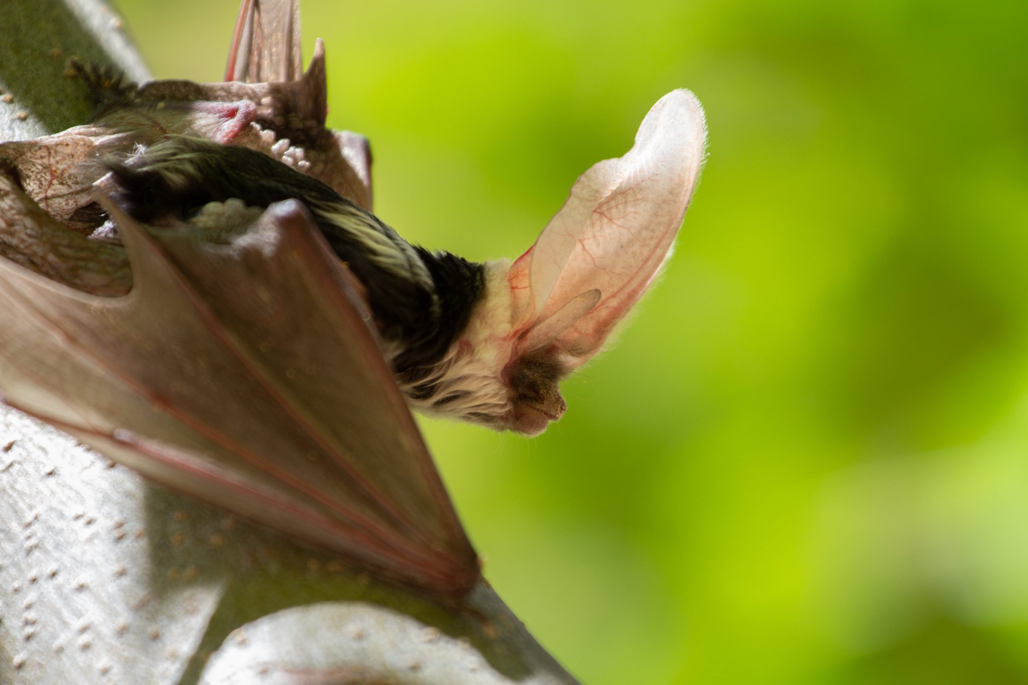 Spotted Bat - NDOW