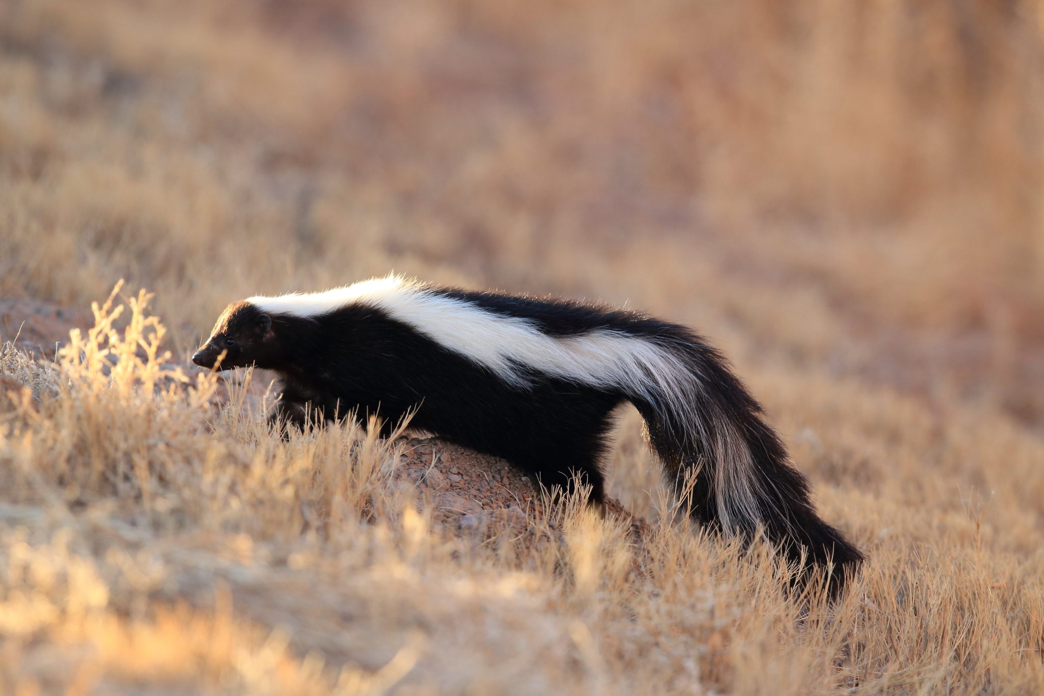Striped Skunk - NDOW