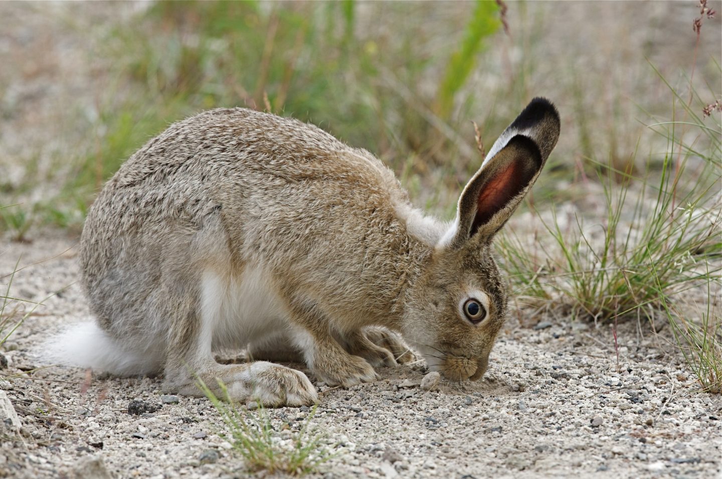 White-tailed Jackrabbit - NDOW