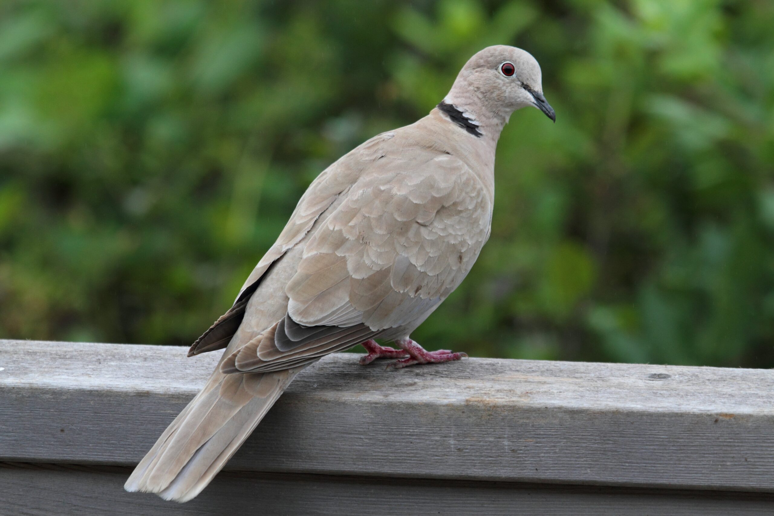 Collared Pigeon Dove / Migratory Birds / Hunting / KDWP KDWP