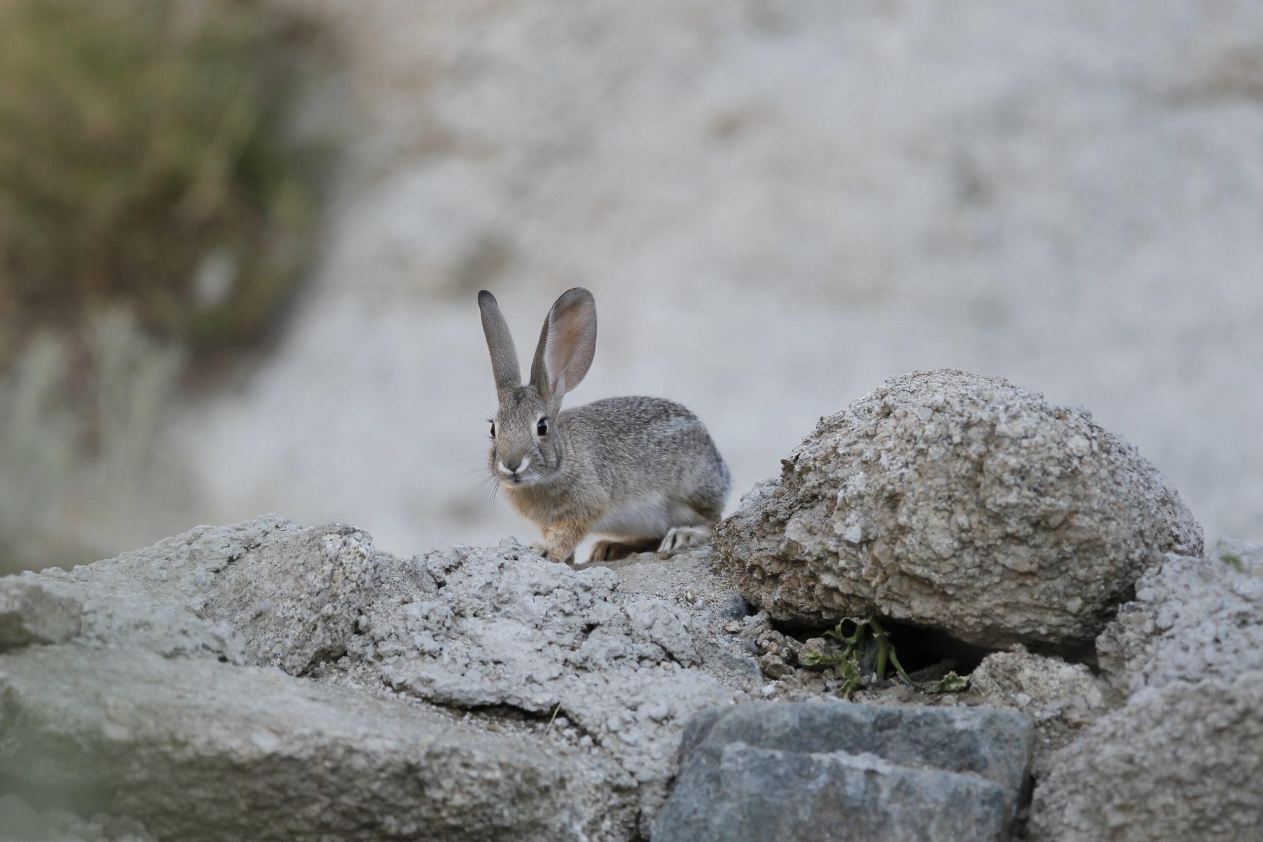 Pet Cottontail Rabbit