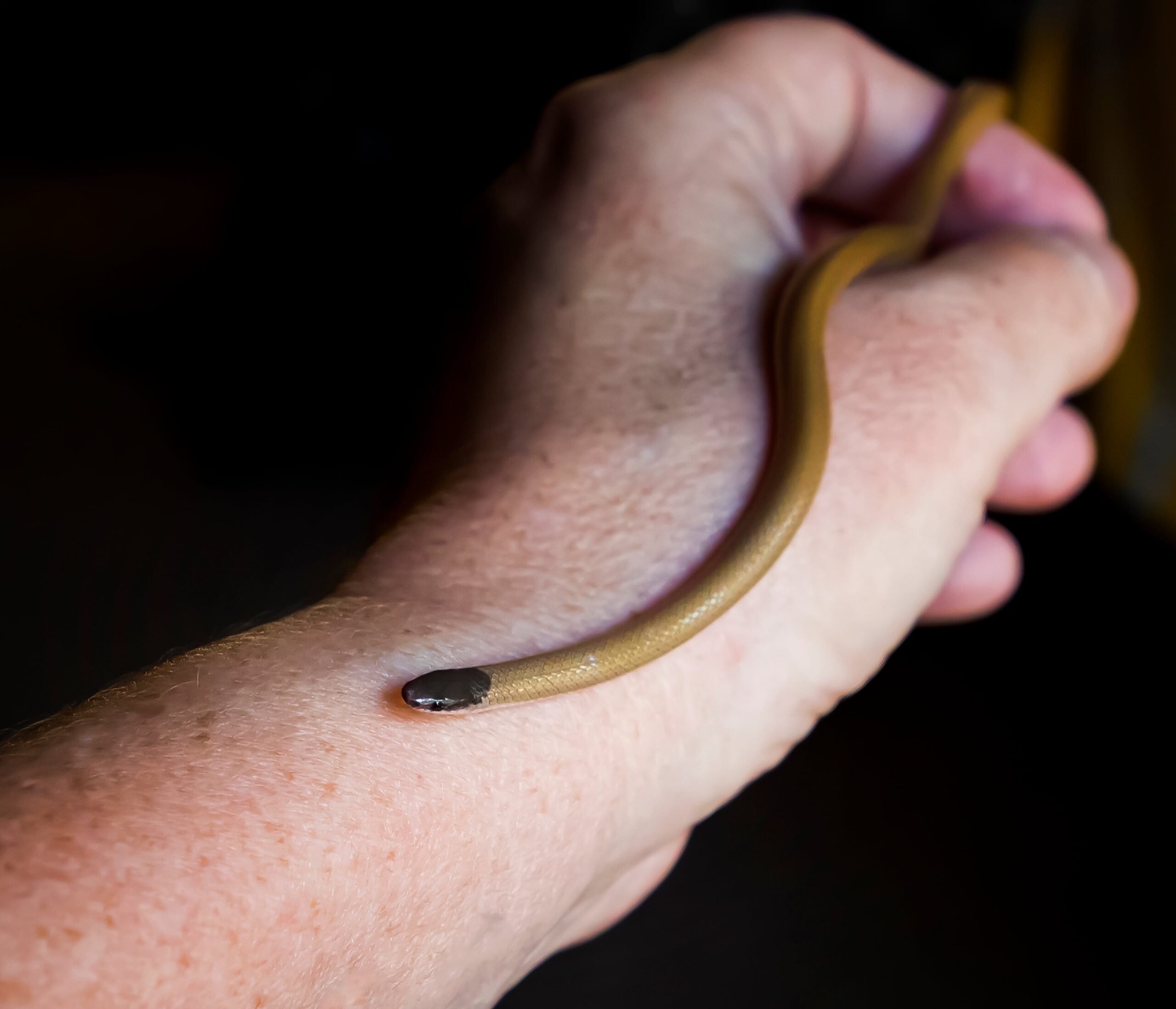Smith's Black-headed Snake - NDOW
