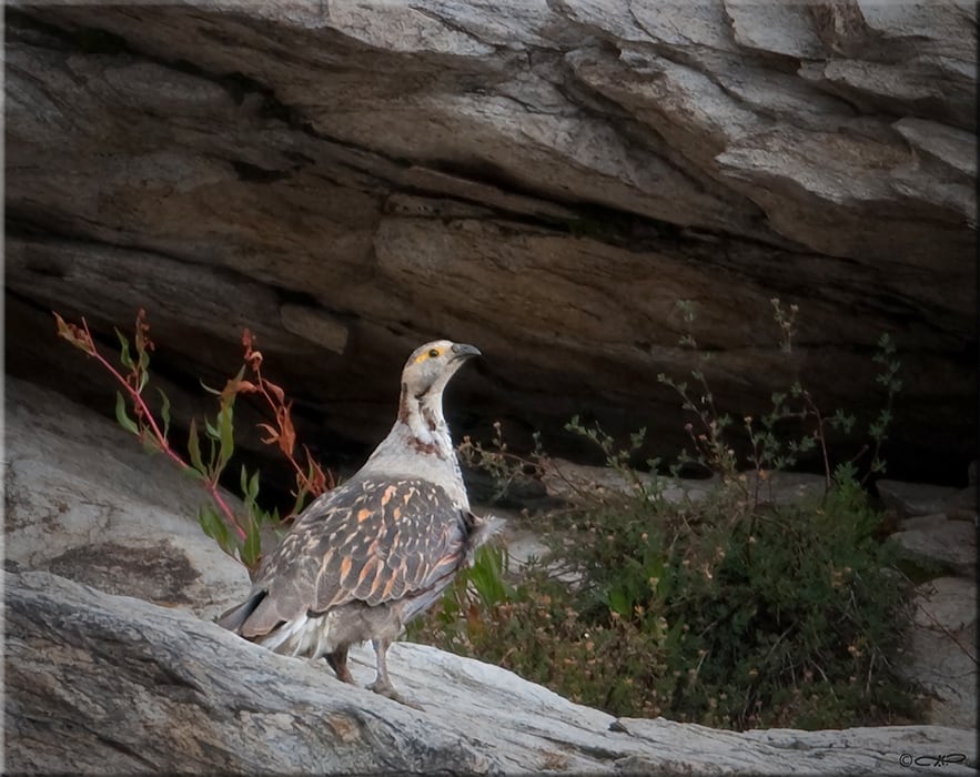 Himalayan Snowcock - NDOW