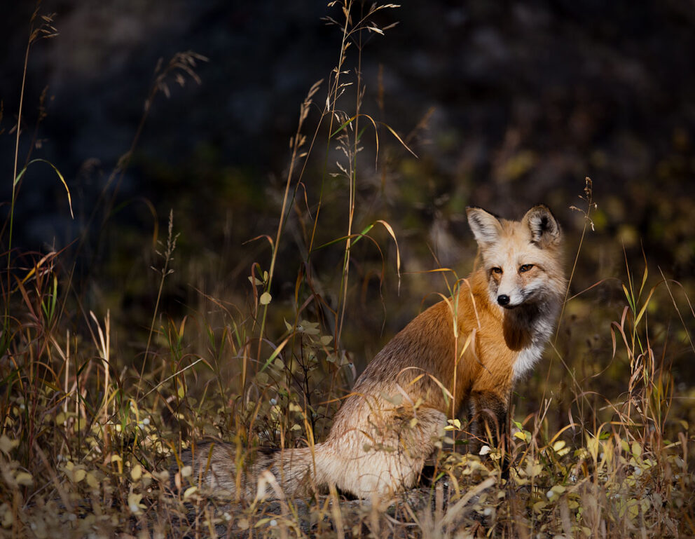 Red Fox - NDOW