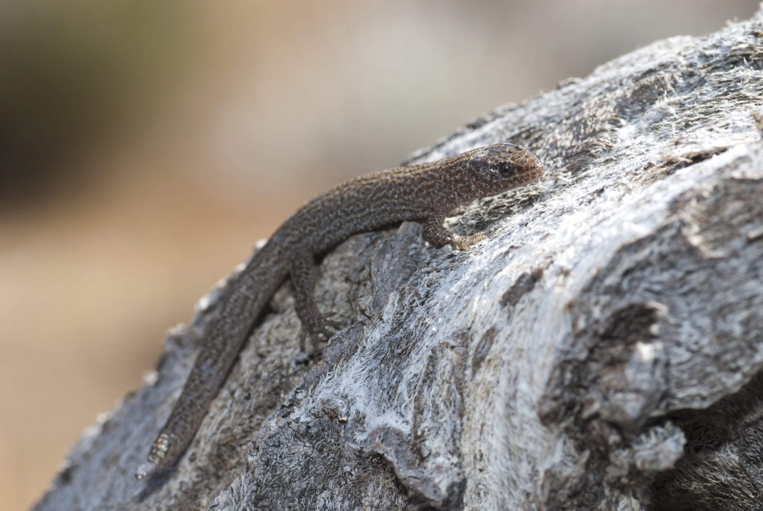 Desert Night Lizard - NDOW