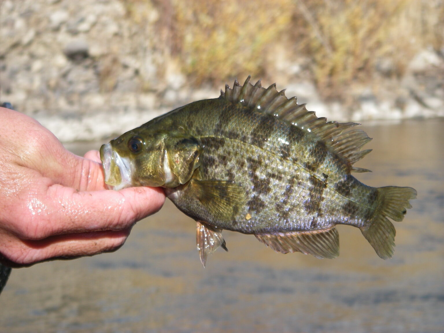 Sacramento Perch - NDOW
