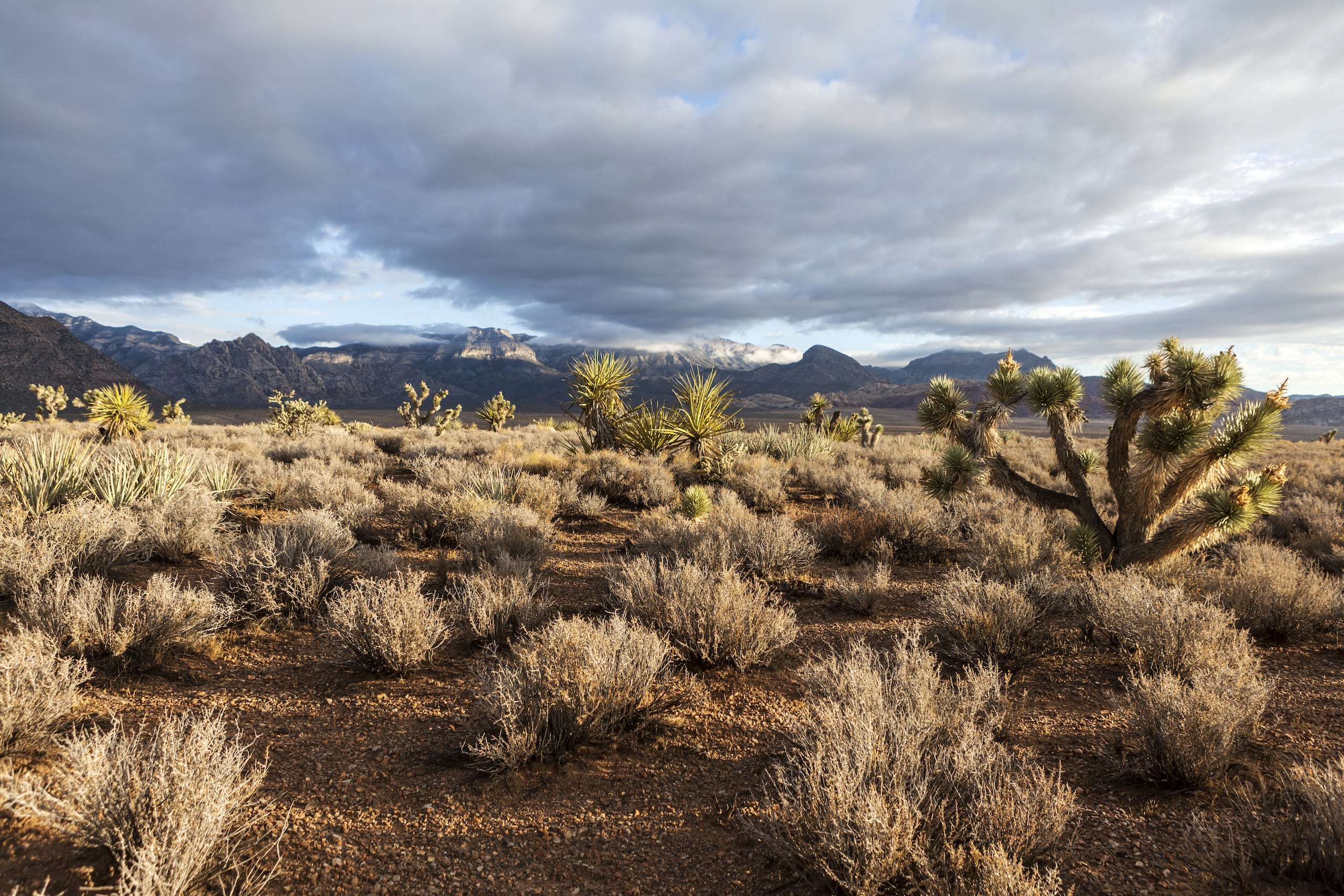 Ron Lurie to Receive Wayne E. Kirch Conservation Award - NDOW