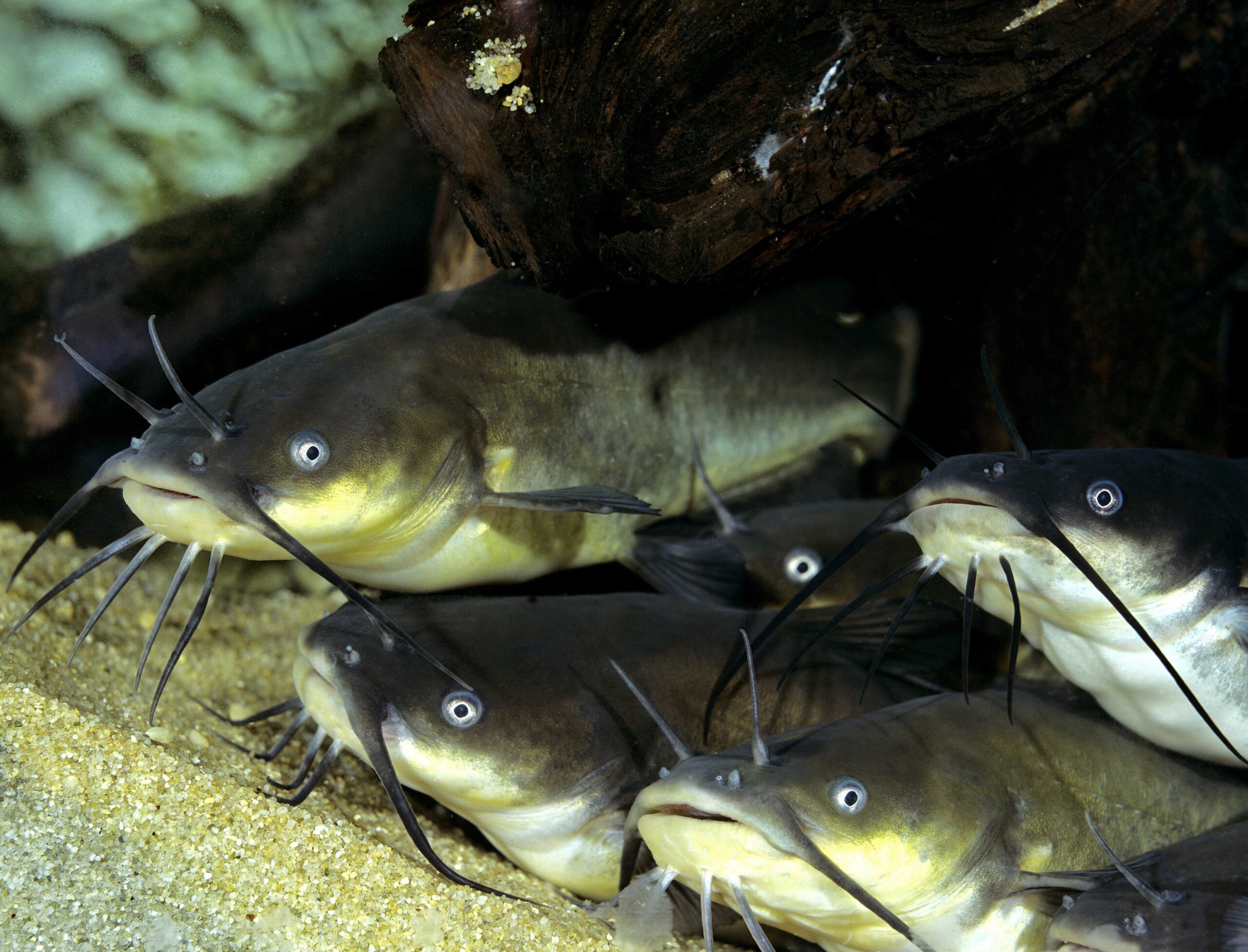 Bullhead Catfish - NDOW