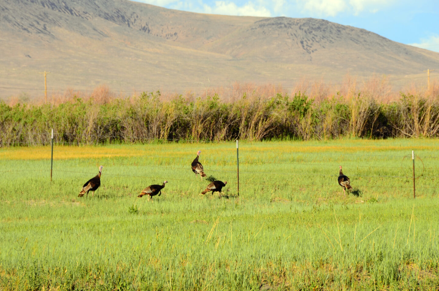 Nevada Discovery Trail