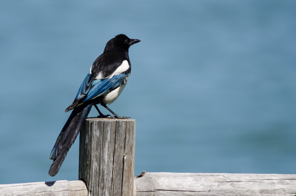 Black-billed Magpie - NDOW