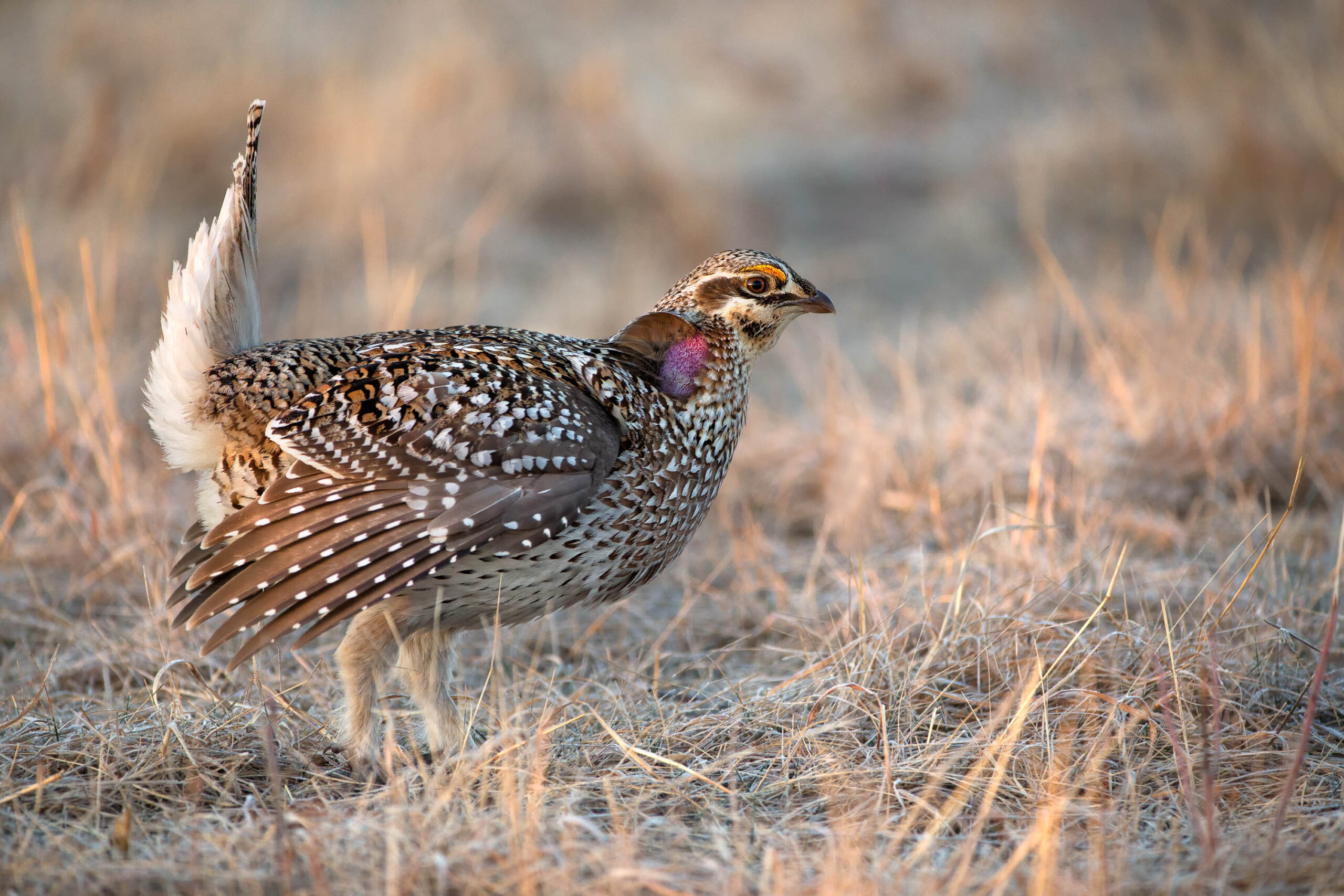 Columbian Sharp-tailed Grouse - NDOW