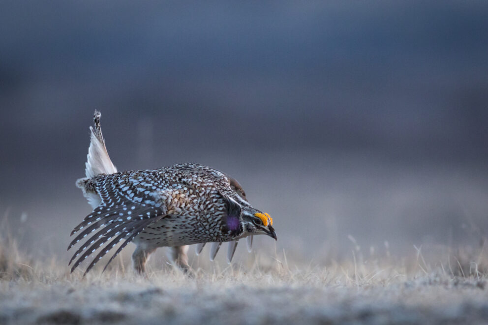 Columbian Sharp-tailed Grouse - NDOW