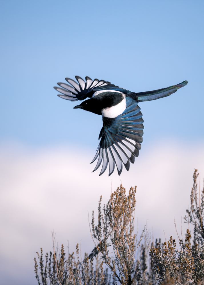 Black-billed Magpie - NDOW