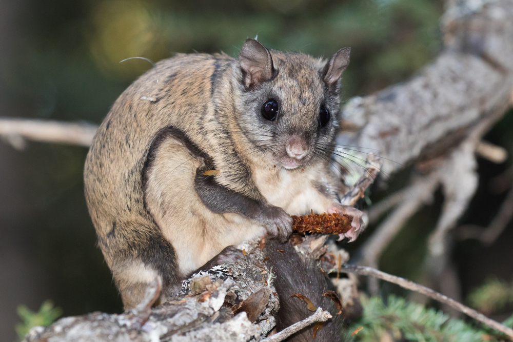 Northern Flying Squirrel - NDOW