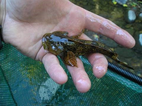 Saltwater Sculpin