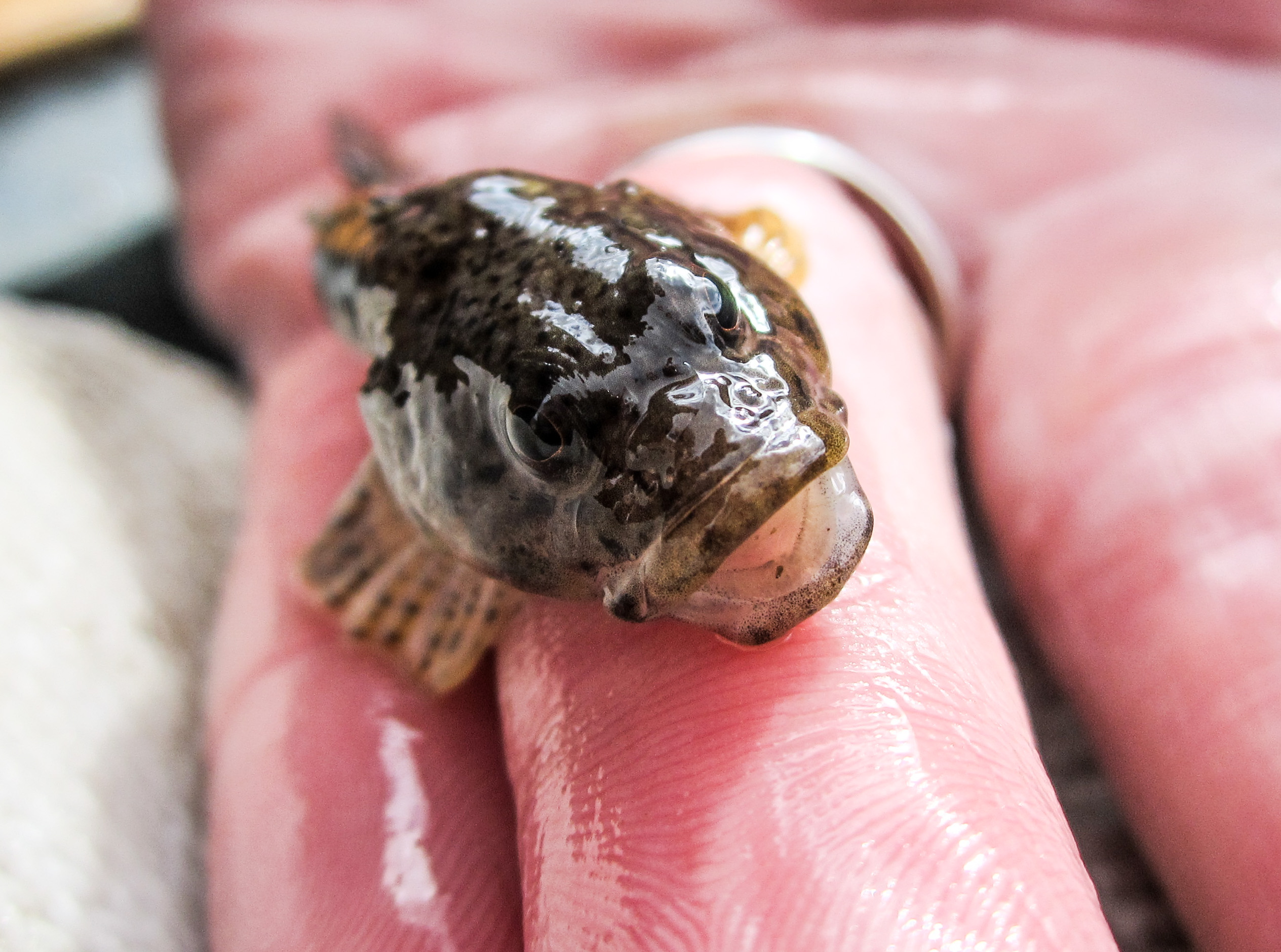 Paiute Sculpin - NDOW