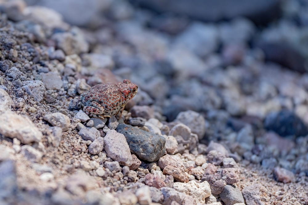 Red-spotted Toad - NDOW