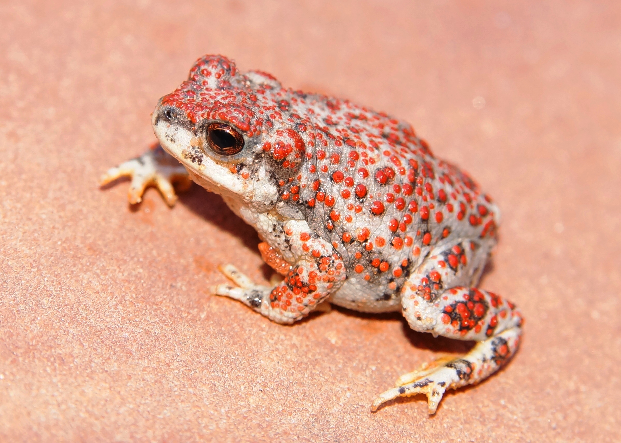 Red-spotted Toad - NDOW