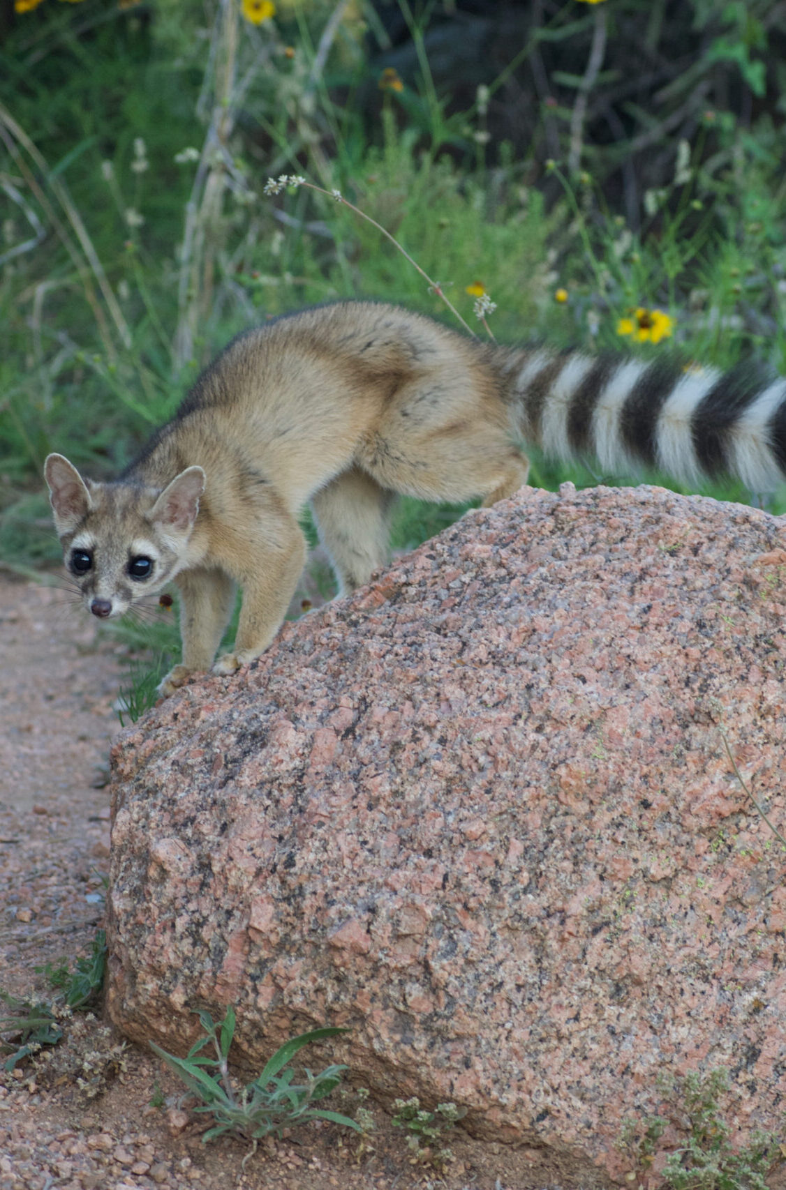 Ringtail - NDOW