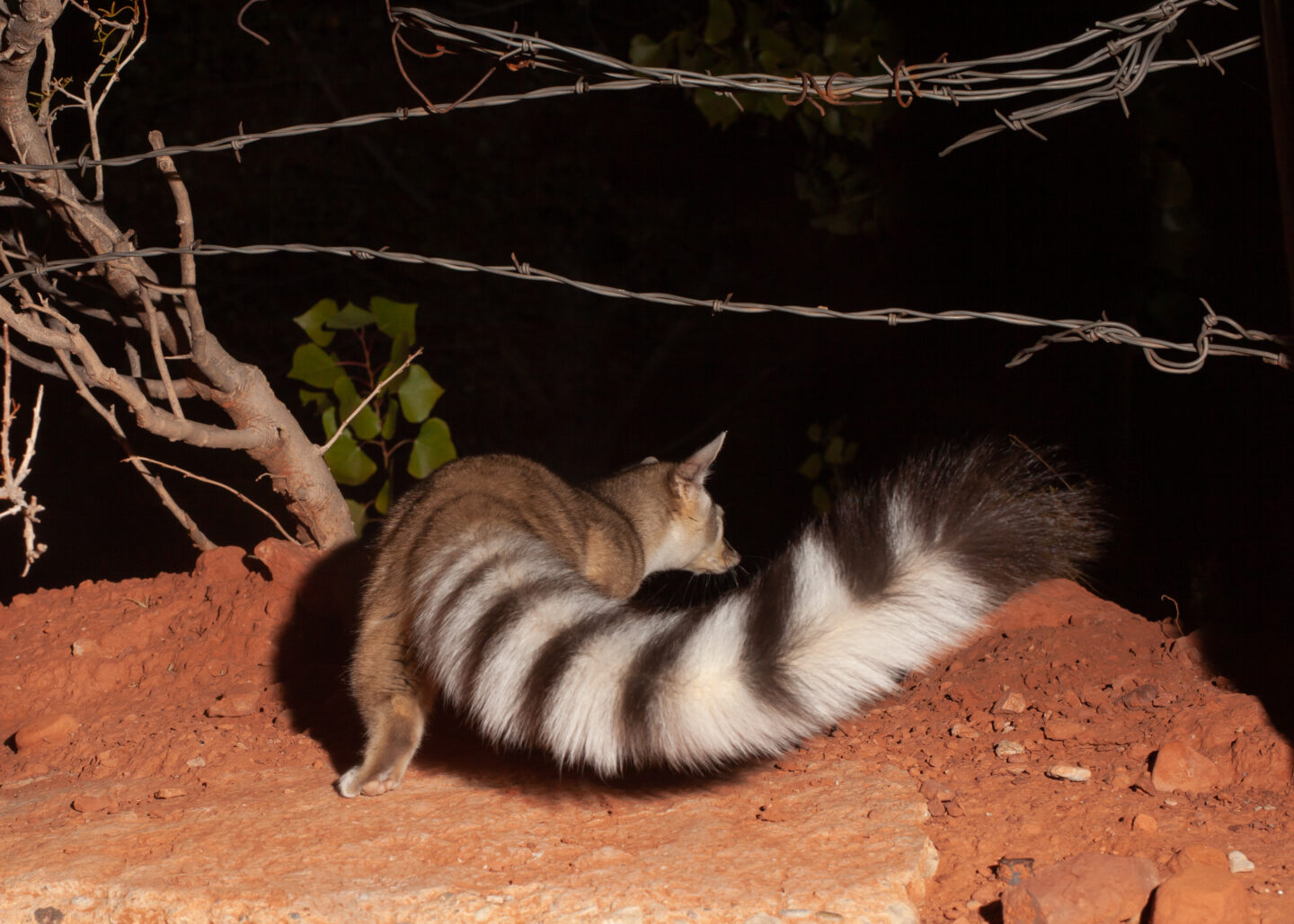 Ringtail - NDOW