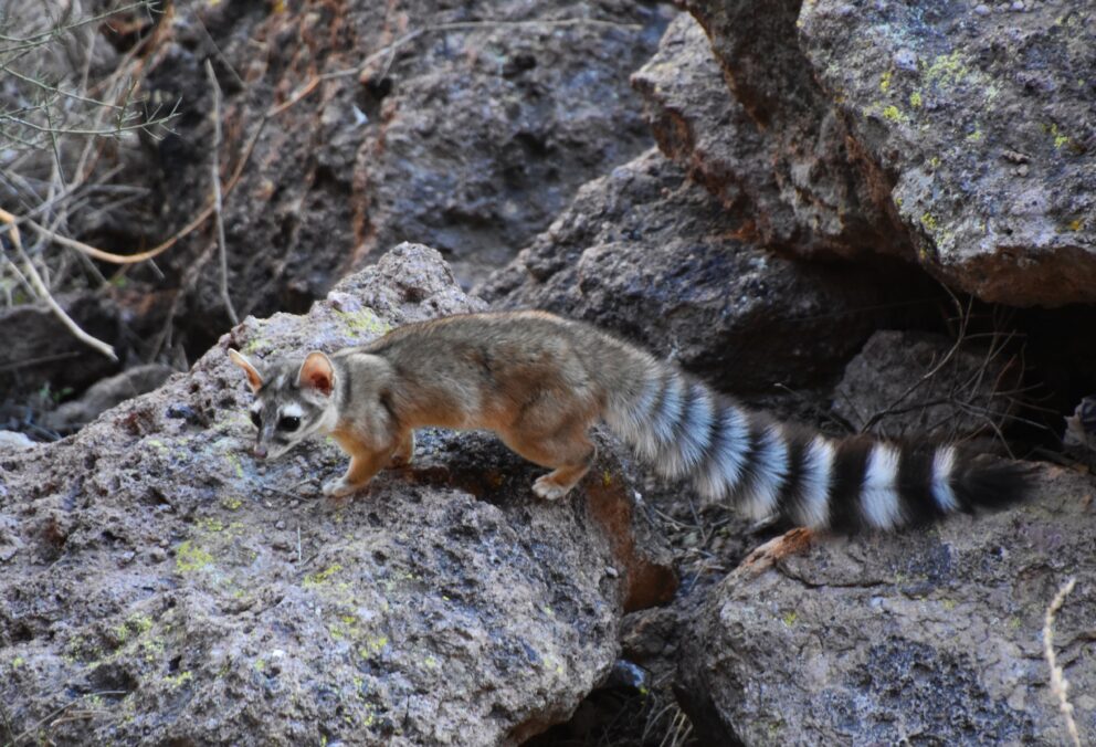 Ringtail - NDOW