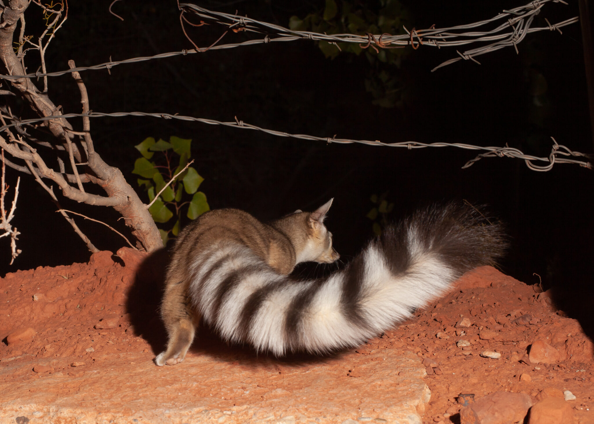 Ringtail - NDOW