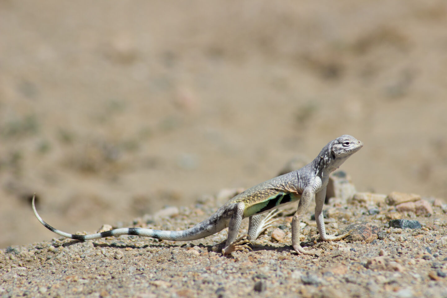Zebra-tailed Lizard - NDOW